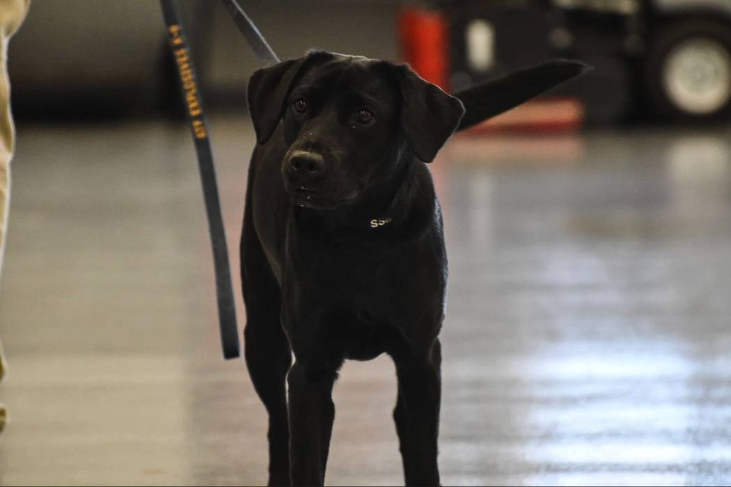 CIA recruit dog turns up her nose at bomb-sniffing | Las Vegas Review ...
