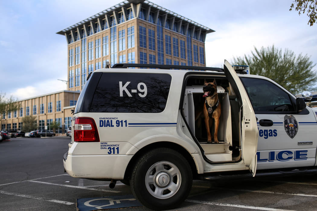 Meet Storm North Las Vegas Police Departments Newest Recruit Las