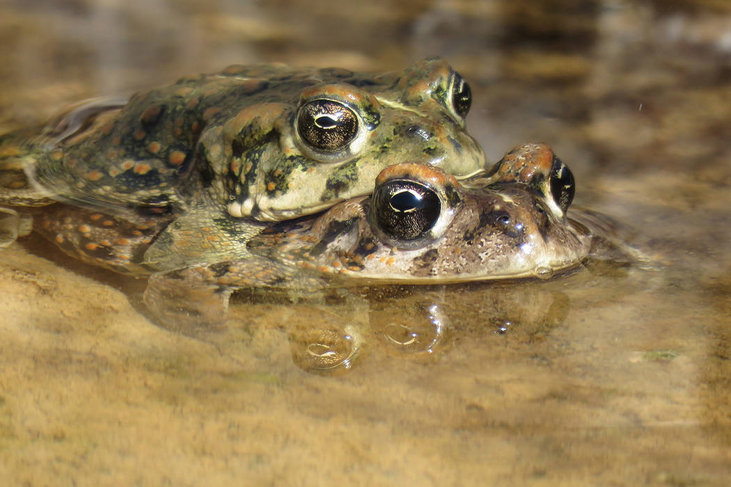 Rare toad, fish benefit from land purchase near Beatty | Las Vegas ...