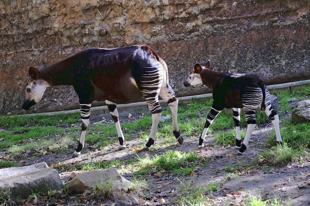 Baby okapi goes on display at Los Angeles Zoo | Las Vegas Review-Journal