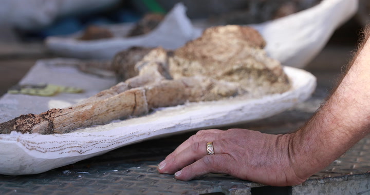 Ice age fossils return to Las Vegas after decades in California museum ...