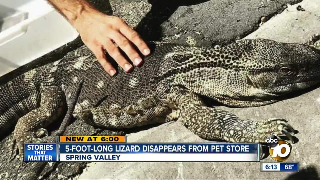 5 1/2-foot lizard escapes from California pet shop | Nation and World ...