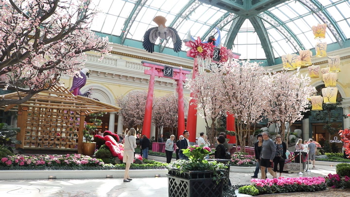 Spring has sprung at the Bellagio Conservatory — VIDEO | The Strip | Local