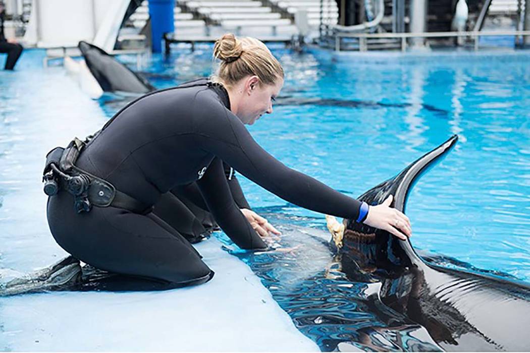 Female orca treated for dorsal fin injury at SeaWorld | Nation and ...