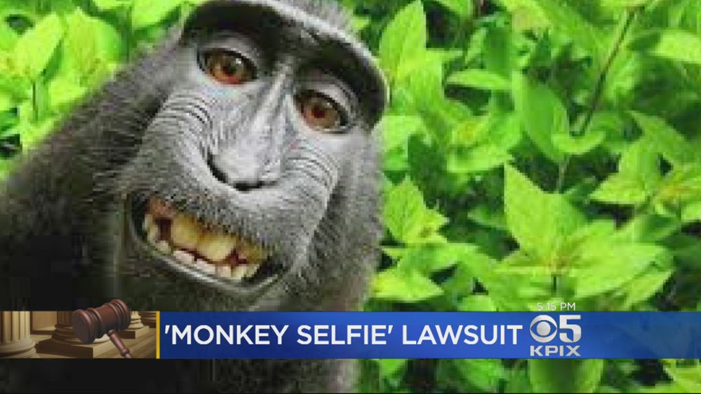 Monkey loses appeal as court says he doesn’t own selfie rights | Nation ...