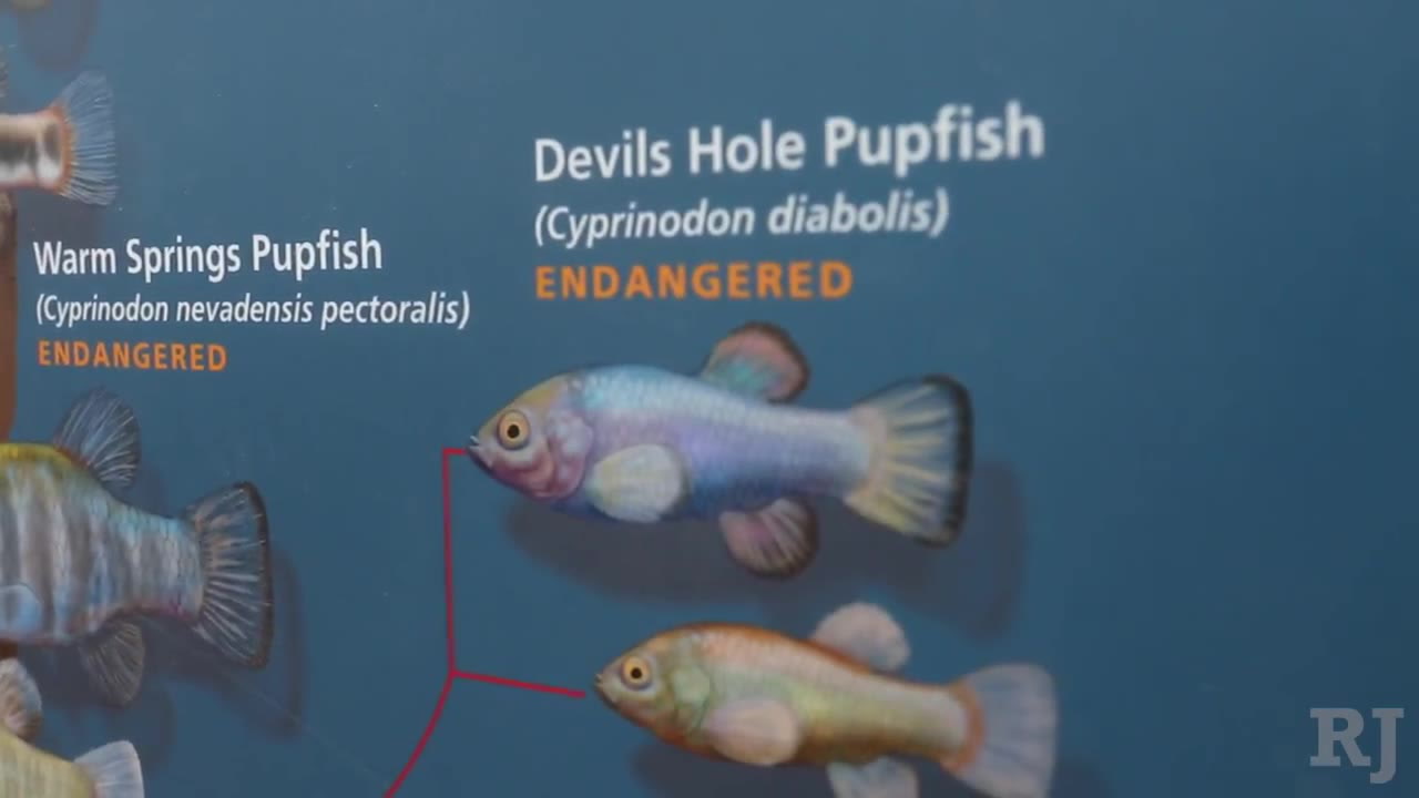 Endangered pupfish population sinks in latest count at Devils Hole ...