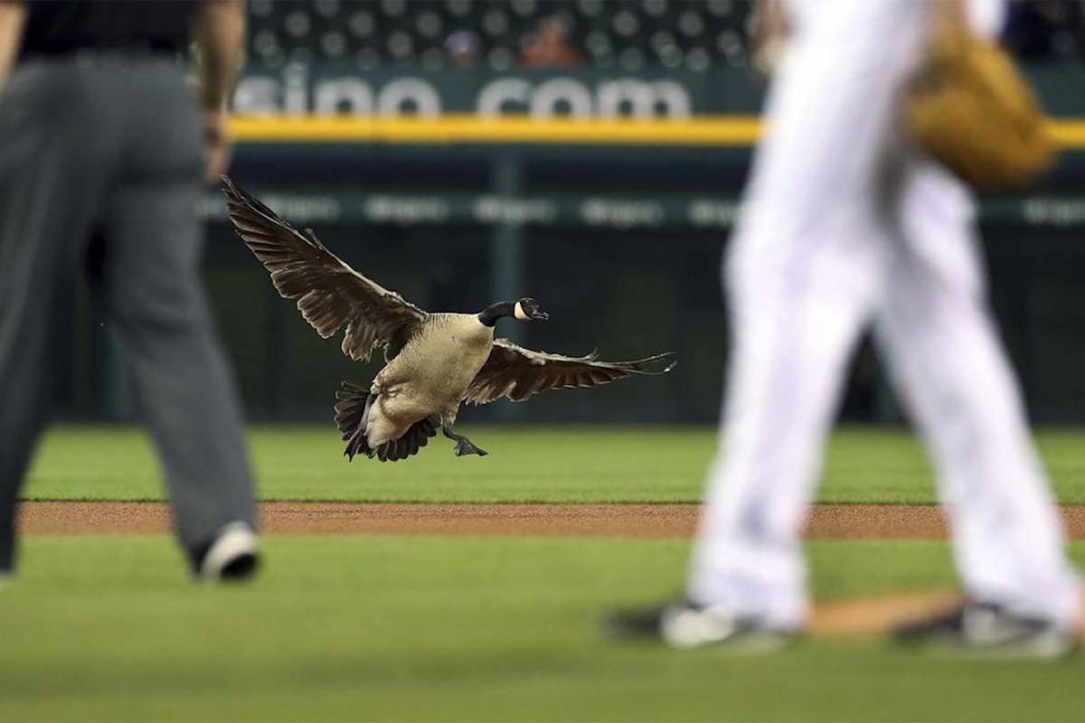 Goose on the loose crashes baseball game in Detroit | Aviators/Baseball ...