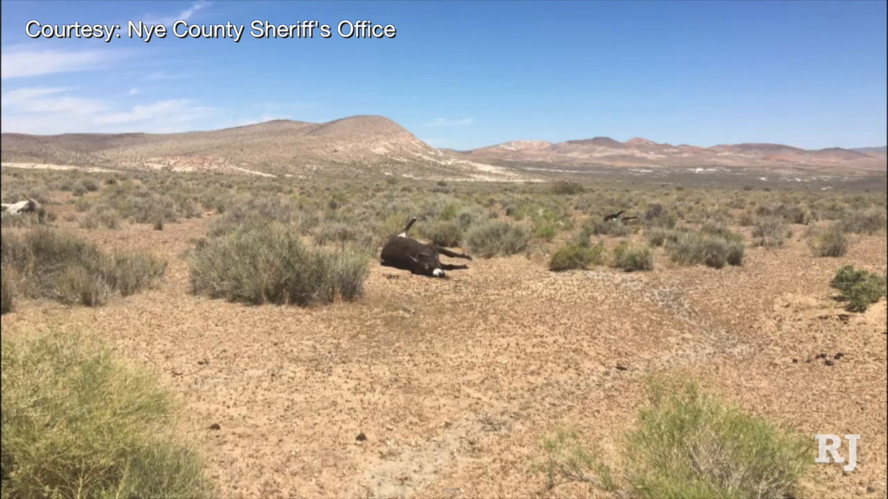 13 wild burros found shot to death in Nevada desert | Local Nevada | Local