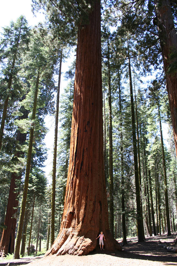 In 1 trip you can see California’s Sequoia, Kings Canyon parks ...