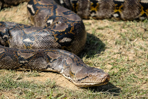 23-foot-long python swallows Indonesian woman | Las Vegas Review-Journal