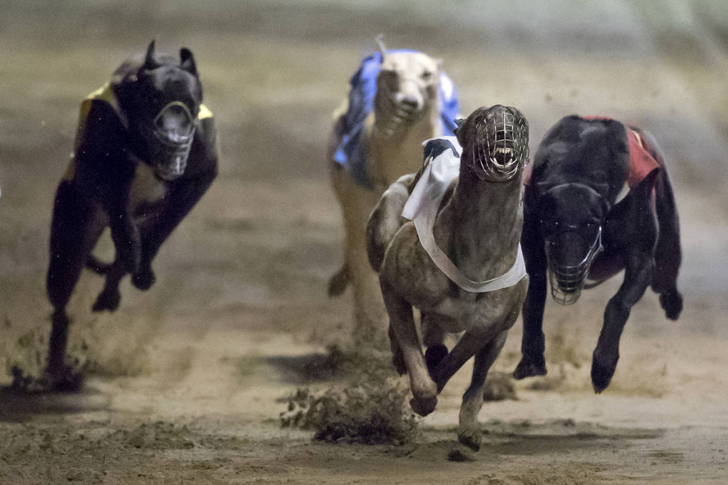 Fate of 533 greyhounds in limbo after Macau dog track closes | Las ...