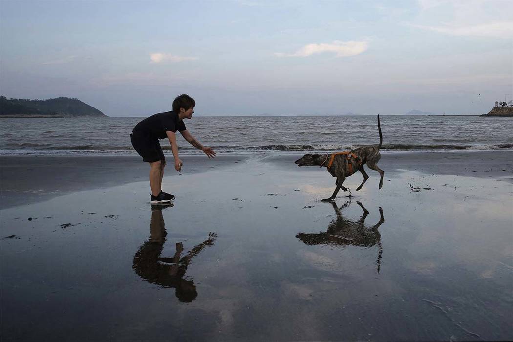 Fate of 533 greyhounds in limbo after Macau dog track closes | Nation ...