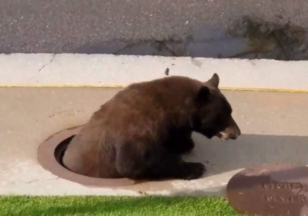 Wildlife officials free bear stuck in Colorado storm drain | Nation and ...