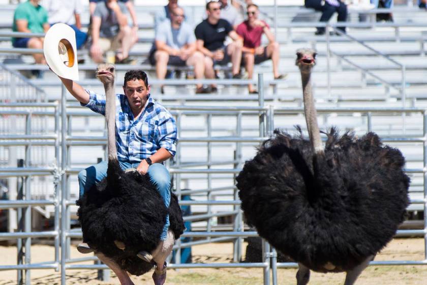 International camel, ostrich races draw crowds to Northern Nevada town ...