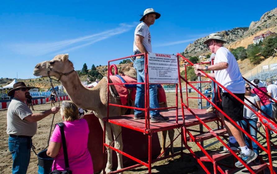 International camel, ostrich races draw crowds to Northern Nevada town ...