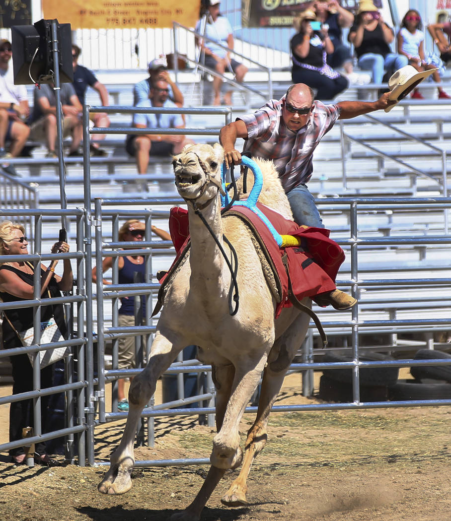 International camel, ostrich races draw crowds to Northern Nevada town ...