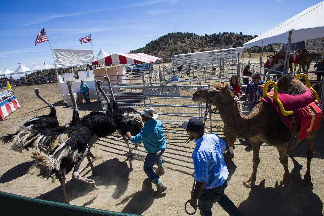 International camel, ostrich races draw crowds to Northern Nevada town ...