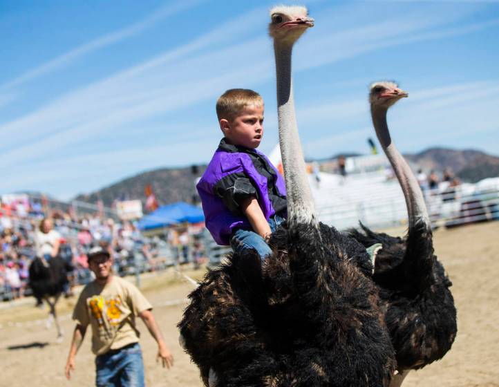 International camel, ostrich races draw crowds to Northern Nevada town ...