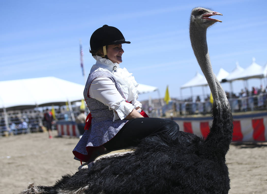 International camel, ostrich races draw crowds to Northern Nevada town ...