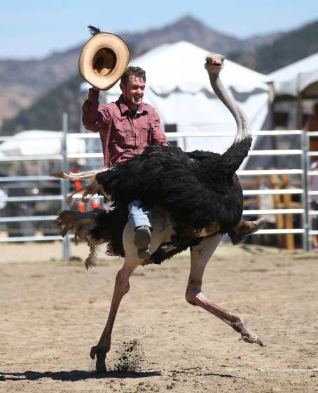 International camel, ostrich races draw crowds to Northern Nevada town ...