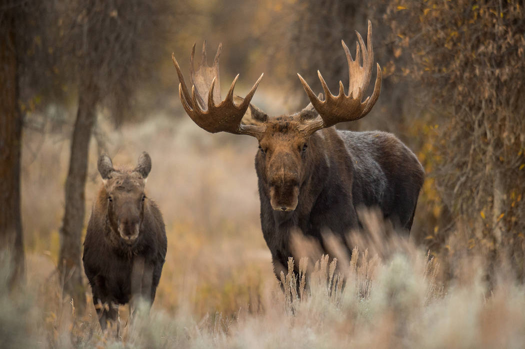 Moose bomb: Wyoming officials blow up rotting carcass | Las Vegas ...