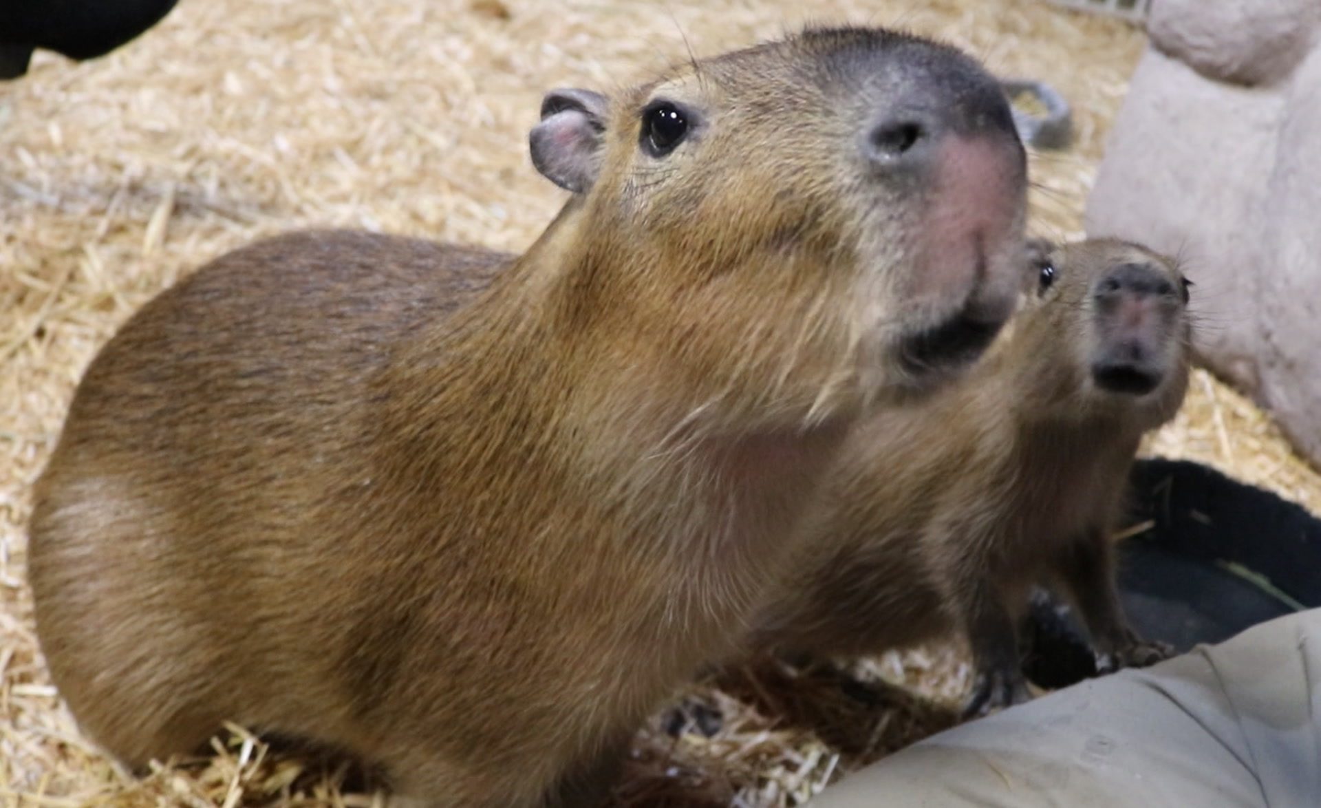 Capybara found safe after brief escape from Las Vegas aquarium | Local ...