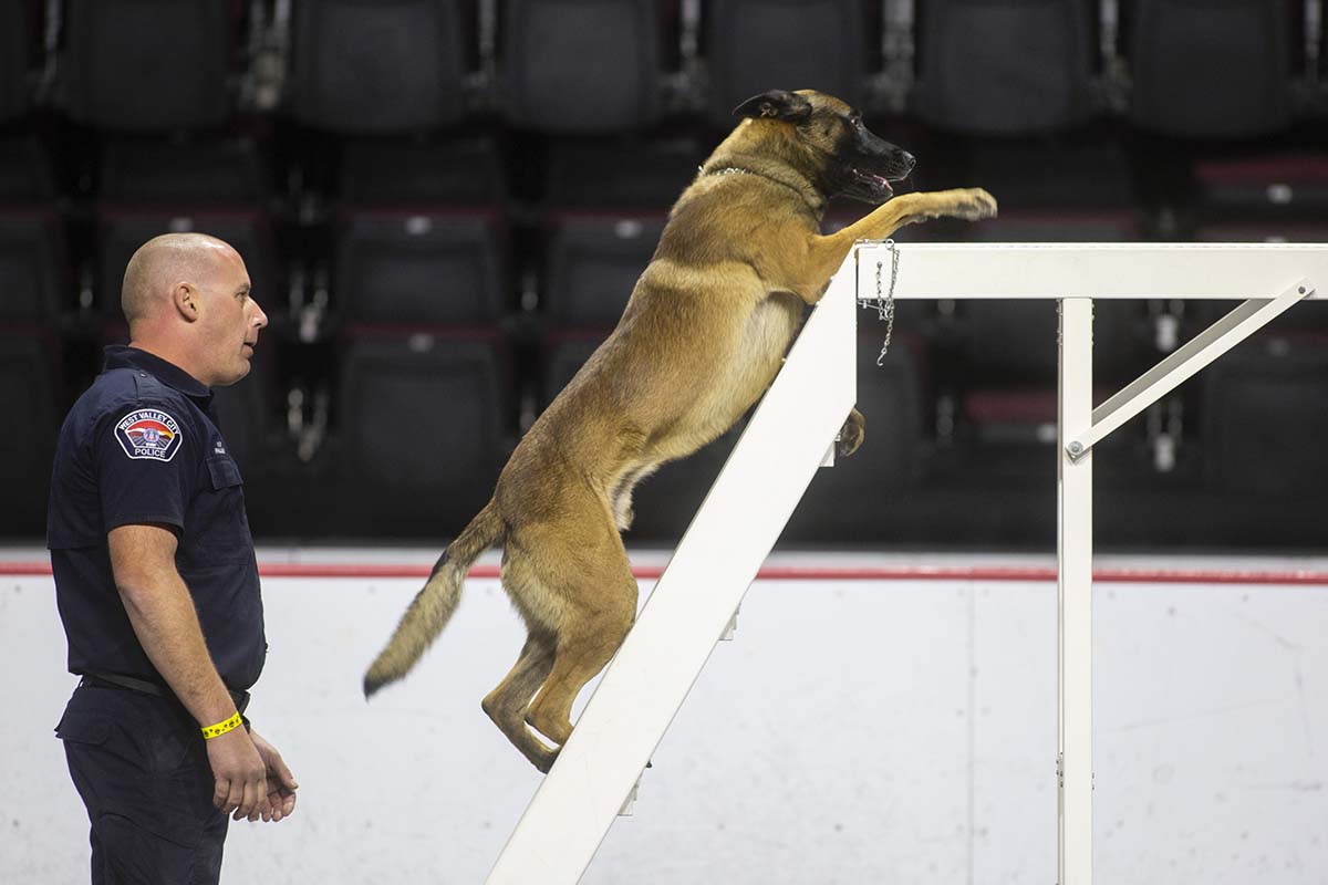 Police dogs put on show as Las Vegas police host event at Orleans ...