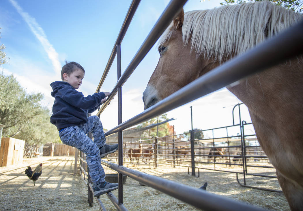 Barn Buddies helps rescue ailing farm animals in Las Vegas | Local Las ...