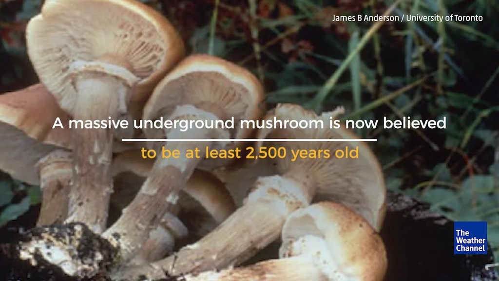 2,500-year-old ‘Humongous Fungus’ offers lessons in longevity | Science ...