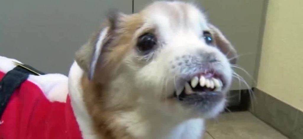 Noseless dog, Sniffles, up for adoption in Florida | Nation and World ...