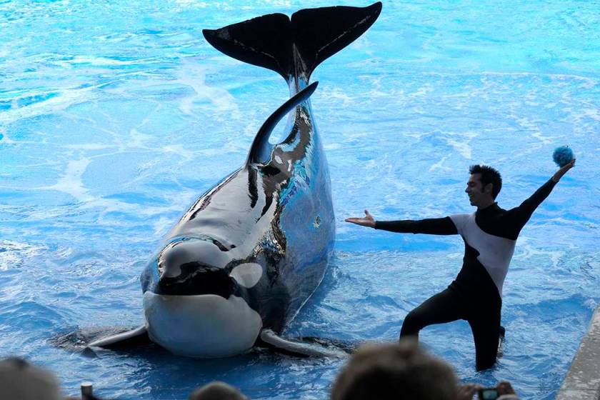 Kayla, 30-year-old orca, dies at SeaWorld | Las Vegas Review-Journal