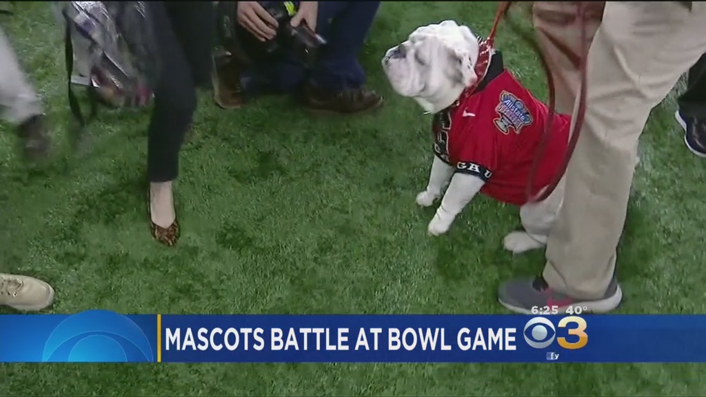 Texas mascot Bevo charges Georgia bulldog Uga at Sugar Bowl | Football ...