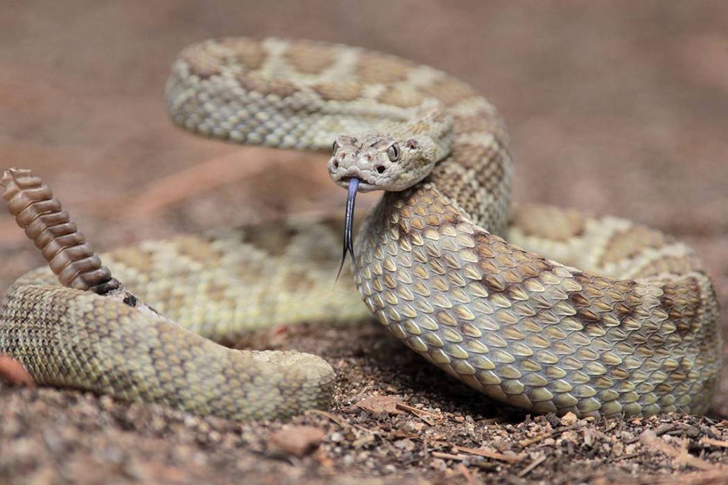 Dozens of rattlesnakes removed from beneath Texas home | Las Vegas ...