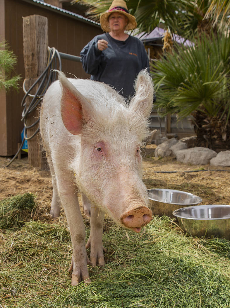 Las Vegas woman at wit’s end after 400-pound pig left at her door ...