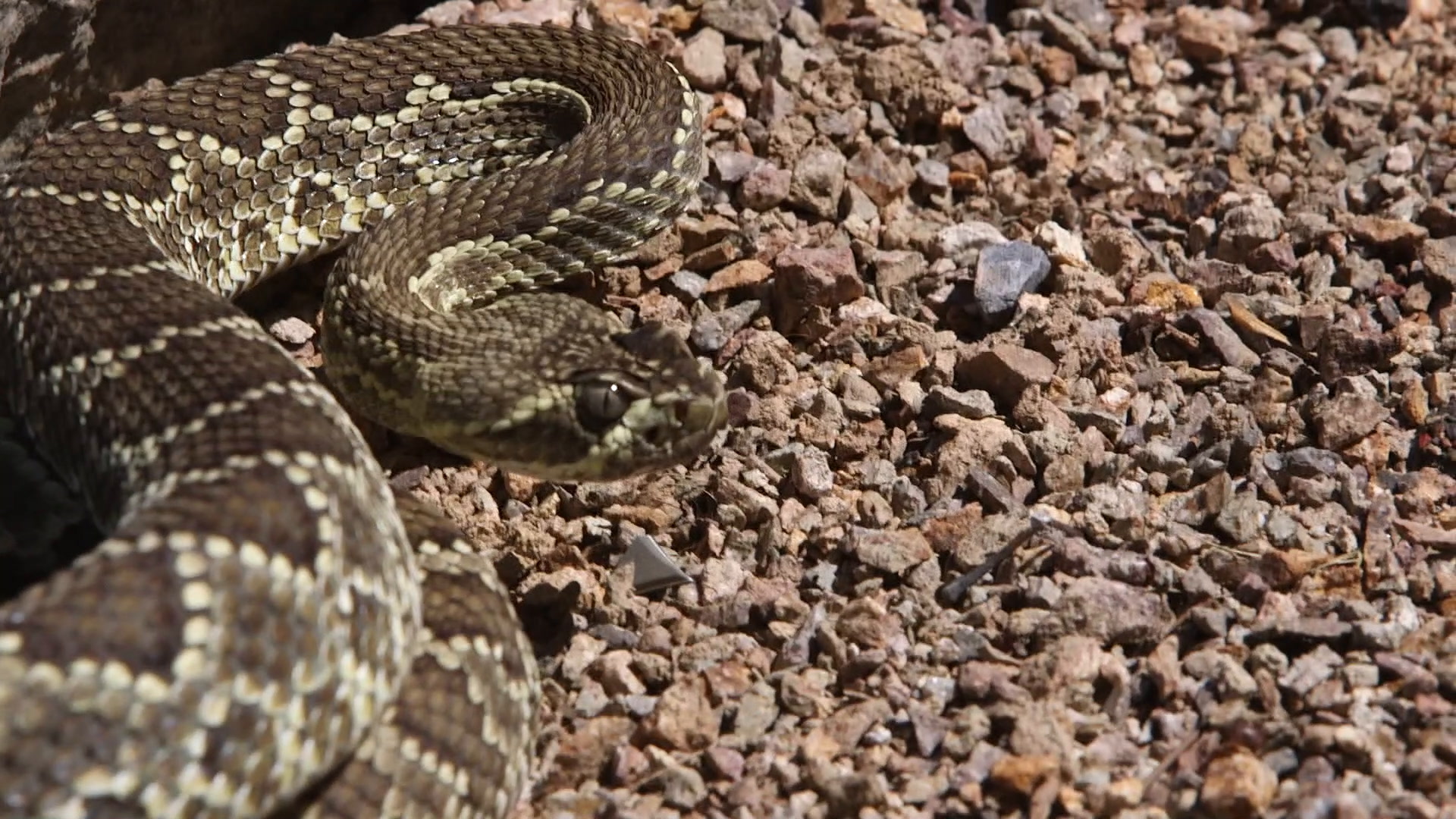 Rattlesnake season slithers into Las Vegas Valley — VIDEO | Local Las ...