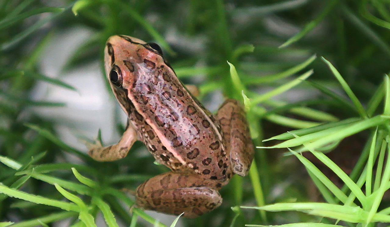 Rare frog finds home at Springs Preserve in Las Vegas | Local Las Vegas ...