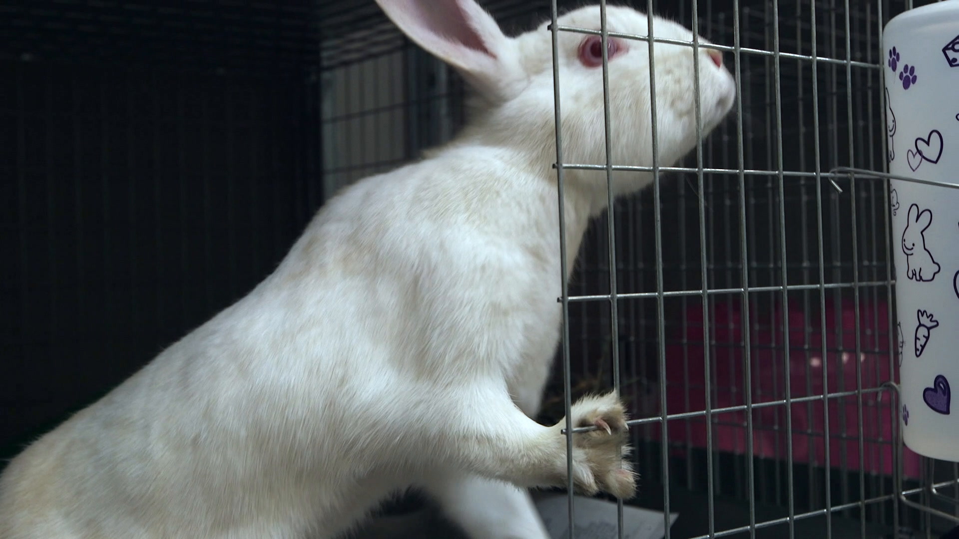 Things to remember when adopting a rabbit for Easter — VIDEO | Local ...