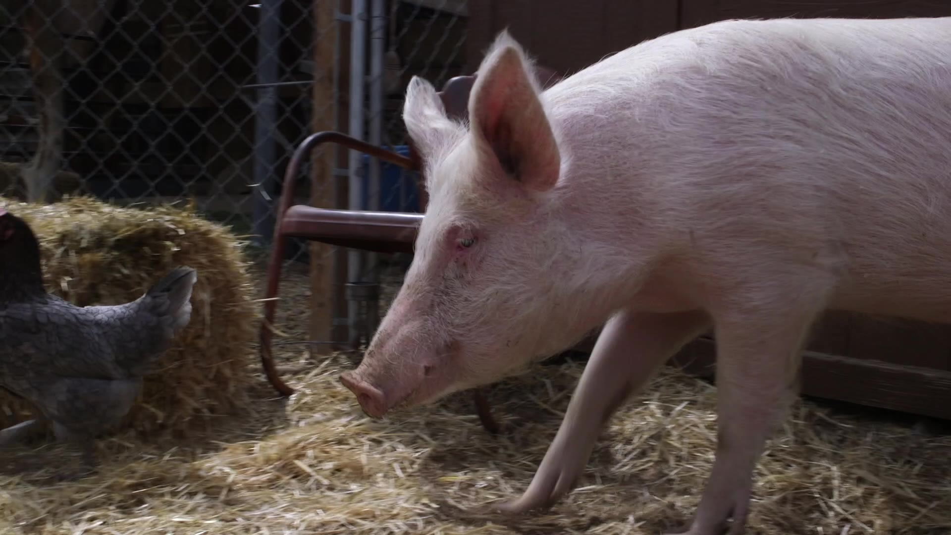 Las Vegas woman at wit’s end after 400-pound pig left at her door ...