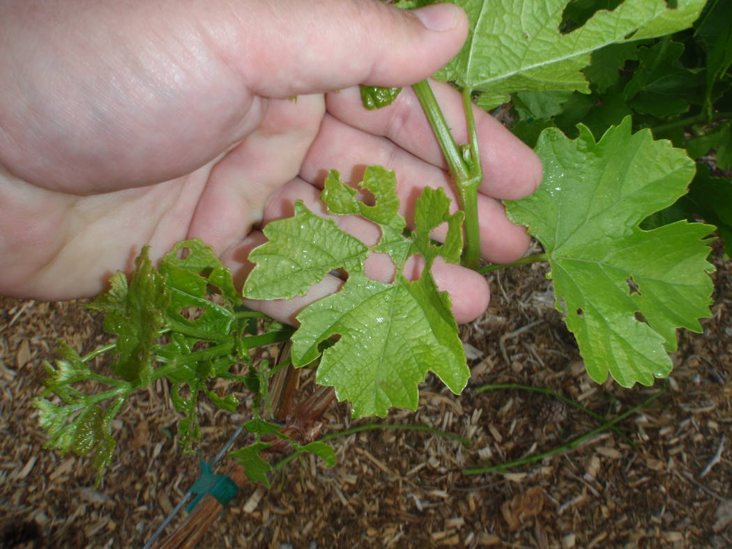 Spray grapevines to control pests | Bob Morris | Local | Local Columns