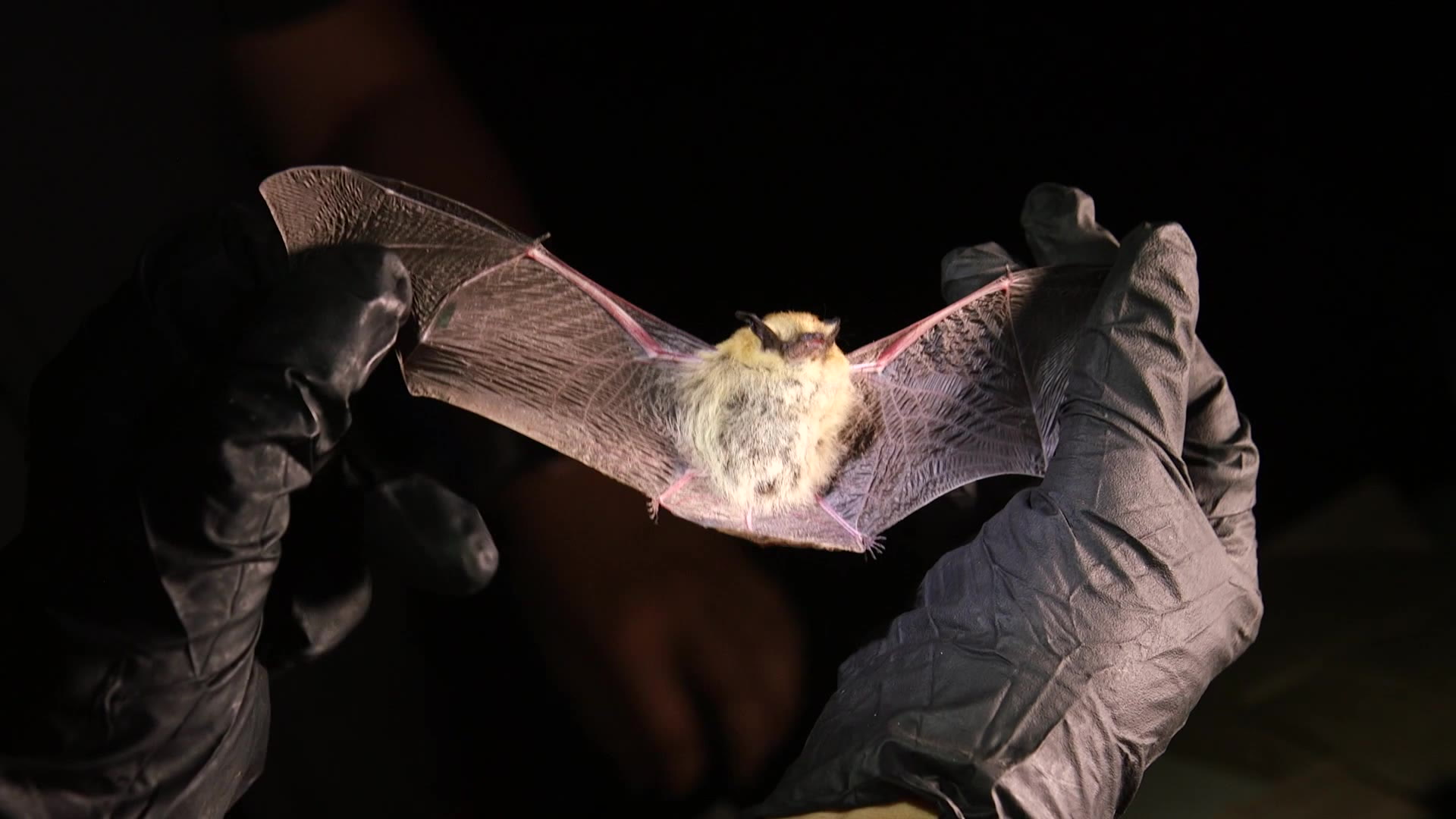 In Bat Blitz, researchers check on nocturnal Nevada neighbors — VIDEO ...