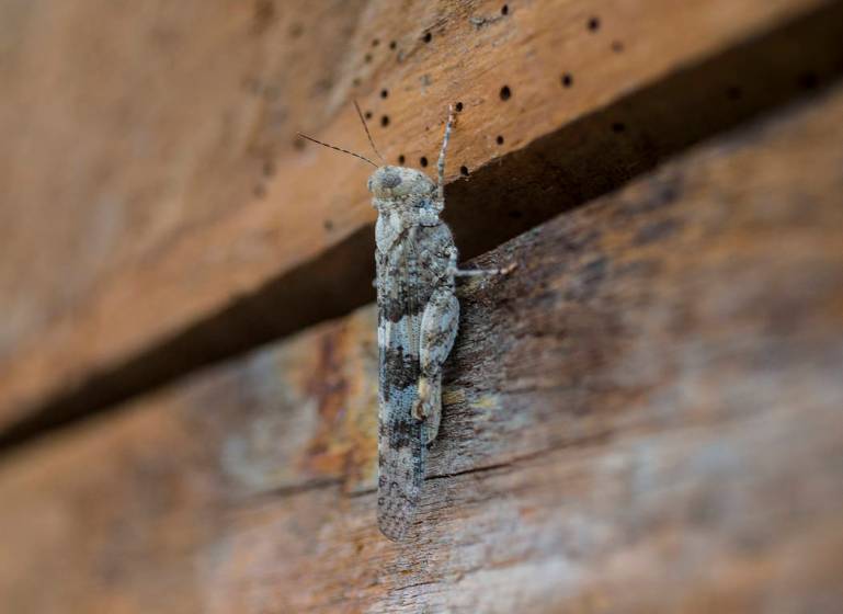 Grasshoppers invade Las Vegas Valley after wet spring | VIDEO | Las ...