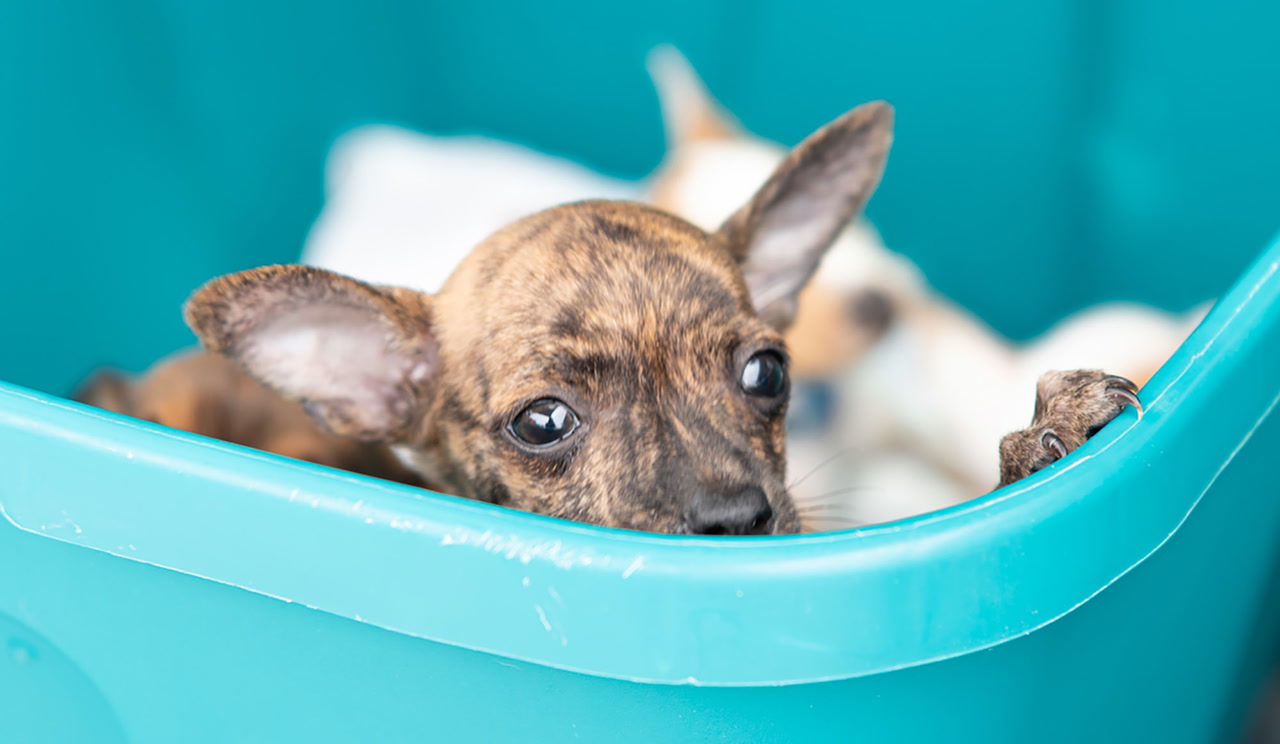 Animal Foundation in Las Vegas offering free pet adoptions | Local Las ...