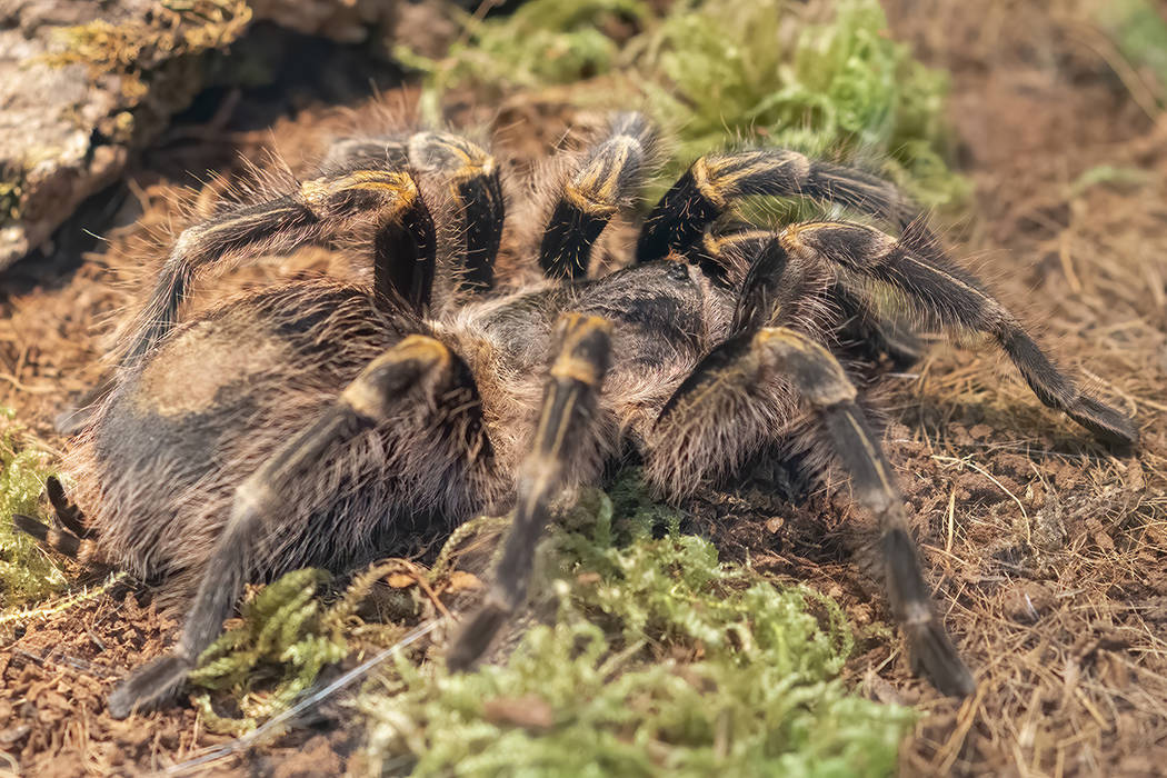 Tarantula migration expected to creep, crawl through Colorado | Las ...