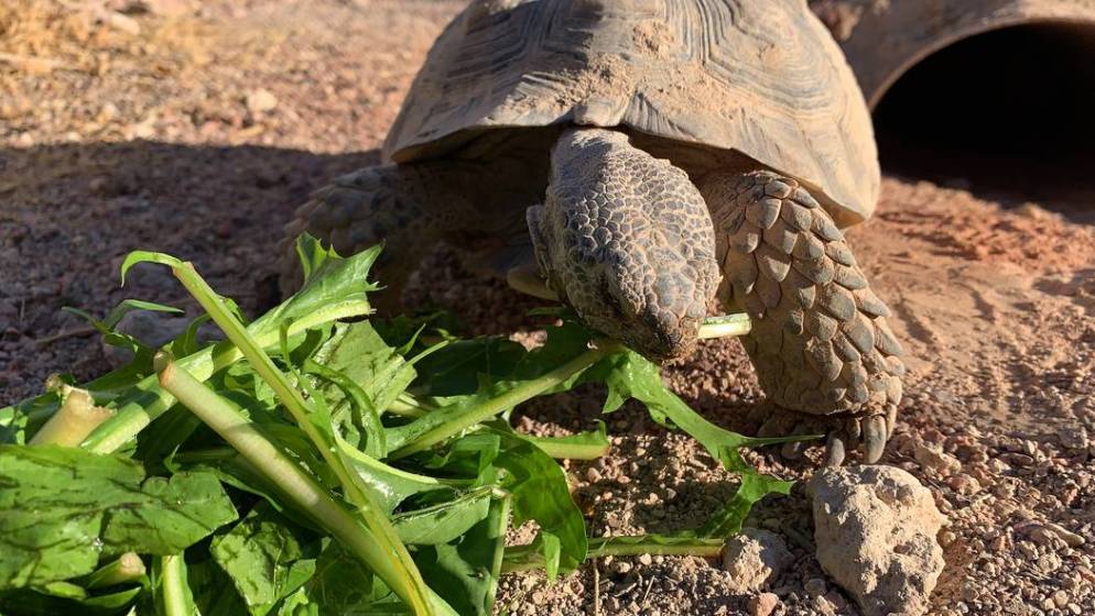 Desert tortoise facts: Adopting a desert tortoise in Nevada — VIDEO ...