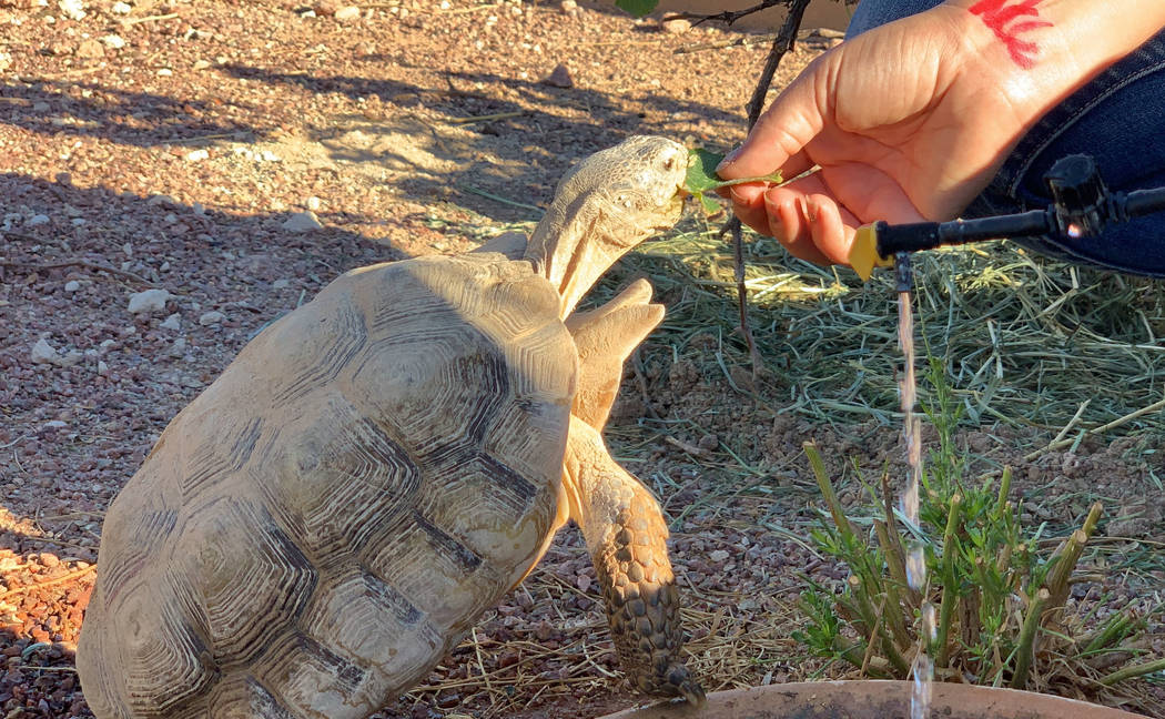 Desert tortoise facts: Adopting a desert tortoise in Nevada — VIDEO ...