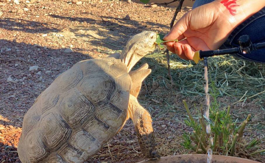 Desert tortoise facts: Adopting a desert tortoise in Nevada — VIDEO ...