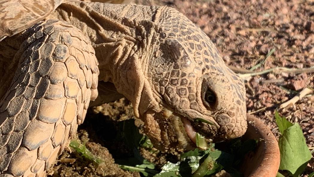 Desert tortoise facts: Adopting a desert tortoise in Nevada — VIDEO ...