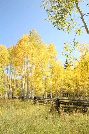 Enjoy a dazzling display of fall foliage in Southern Utah | Las Vegas ...