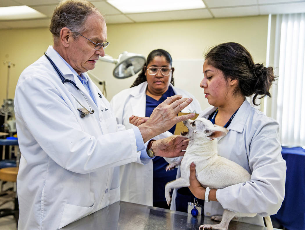 College of Southern Nevada makes changes to veterinary tech program ...