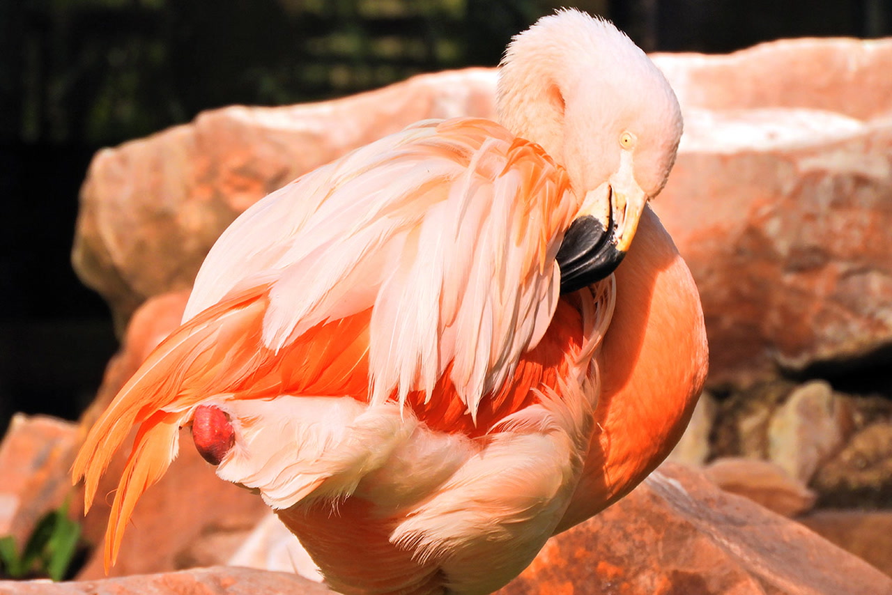 Flamingo’s Wildlife Habitat offers a break from the Las Vegas Strip ...